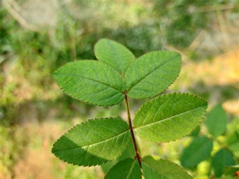 Grass Blur Free Photo On Pixabay Pixabay