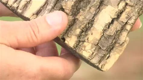 Tree Killing Beetles Arrive In Charlotte