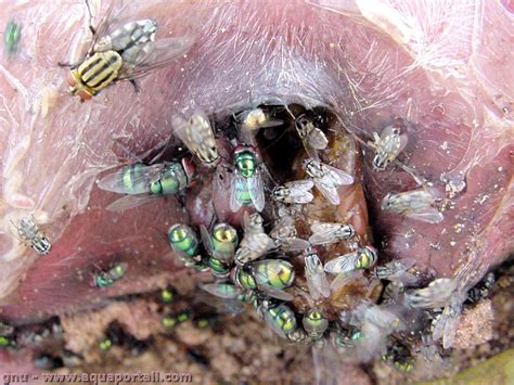 Putréfaction Définition Et Explications