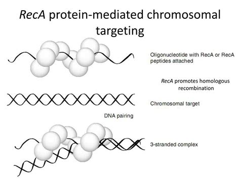 Ppt Recombinational And Repair Enzymes In Gene Targeting Efforts