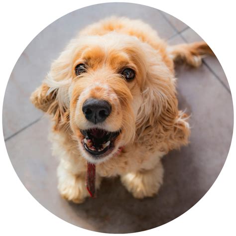Verlatingsangst Bij Je Hond Oorzaken Signalen En Dé Oplossing Stap
