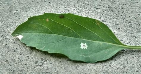 Does Anyone Here Knows Something About Diseases That Affect Basil Album On Imgur