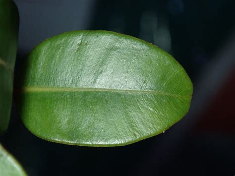 Calophyllum Calophyllaceae