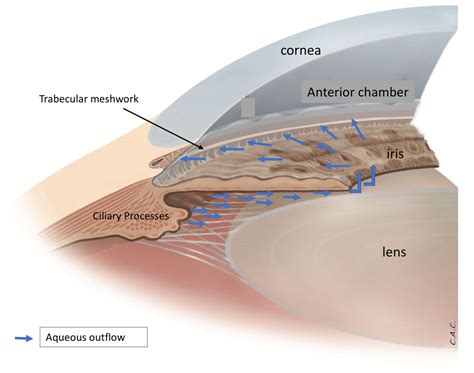 Glaucoma Information Basic Anatomy Glaucoma Information