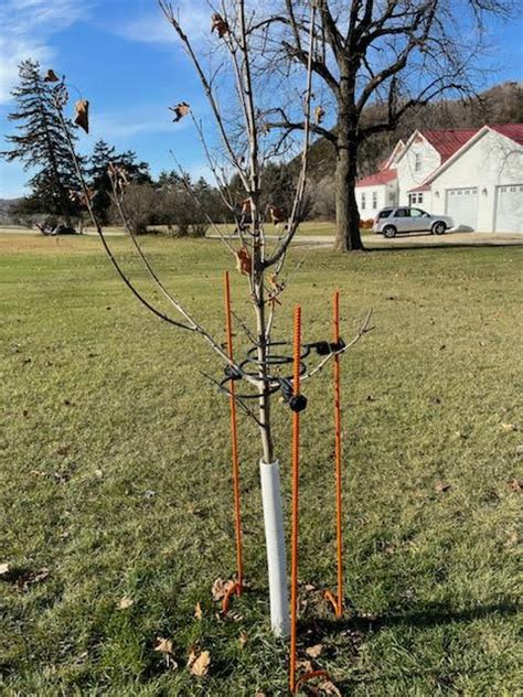 Ez Step Sapling Support Systems For Strong Healthy Trees Ez Step