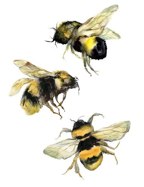 Honey Bee Watercolor At Explore Collection Of