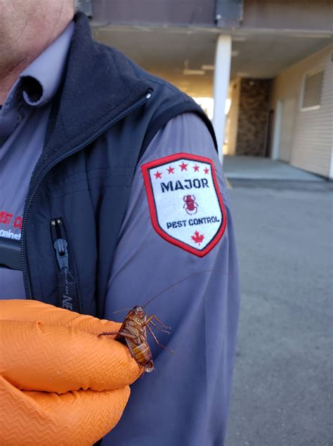 The American Cockroach Is Major Pest Control Edmonton Facebook