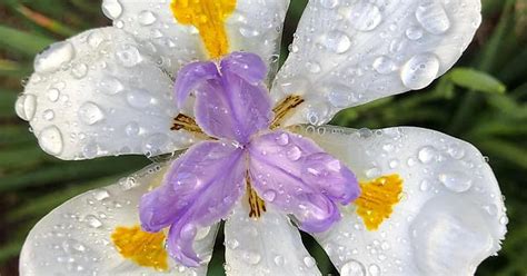 Raindrops Album On Imgur