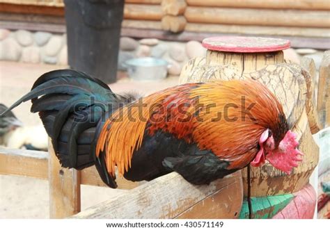 1019 Cock Sleeping Royalty Free Photos And Stock Images Shutterstock