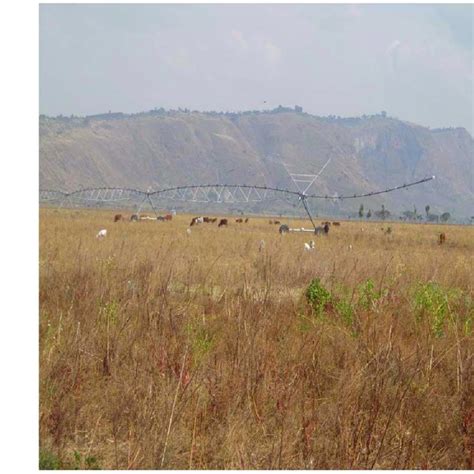 Elfora Large Scale Crop Production Farm In The Shashamane District