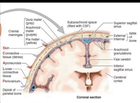 Spinal Anatomy Part 2 Flashcards Quizlet