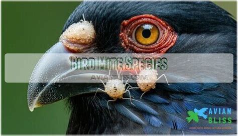 Bird Lice Symptoms And Treatment Quick Id Guide For Pet Owners