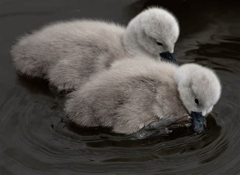 天鹅 Cygnets 湖 Pixabay上的免费照片 Pixabay