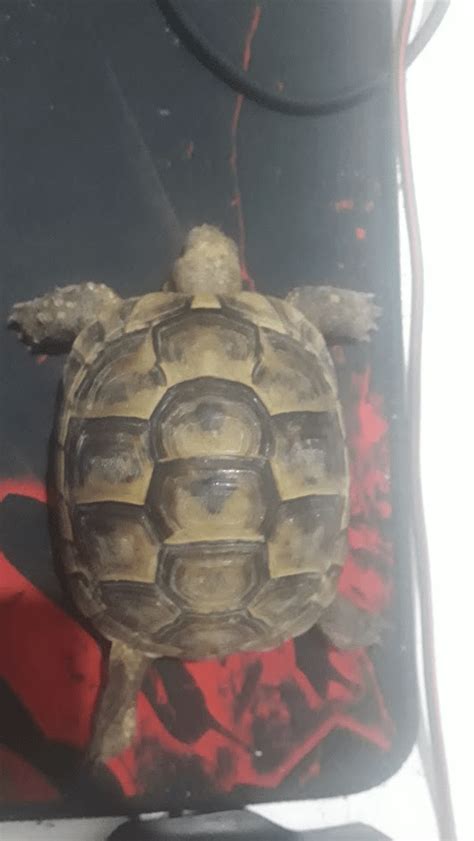 Identification Rturtle