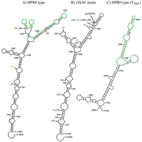 Rna Secondary Structure Predictions Of He Amplicons Using Mfold The Download Scientific