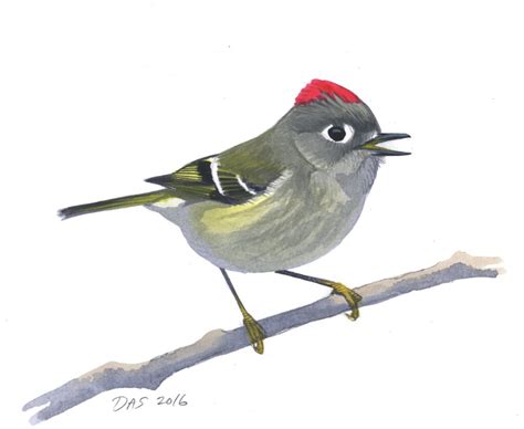Ruby Crowned Kinglet Sibley Guides