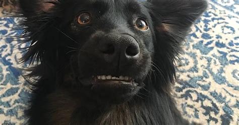 My Dog Is A Gremlin Album On Imgur
