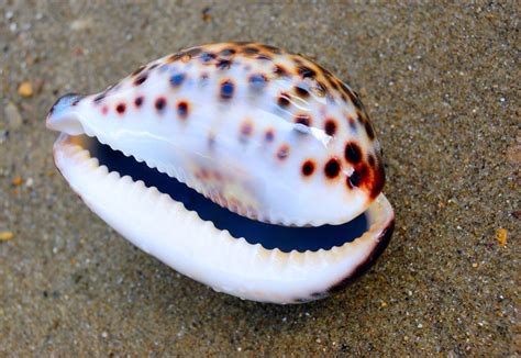 Beautiful Hawaiian Cowrie Shell Best Hawaiian Island Sea Shells