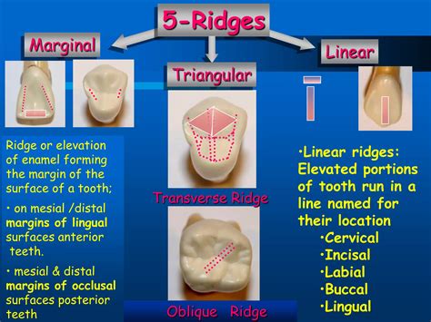 Dental Anatomy Ppt