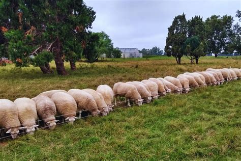 Impulsan La Cría Intensiva De Ovinos Como Oportunidad Productiva Inta