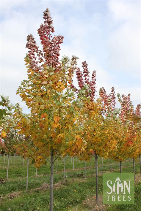 Acer X Freemanii Celzam Spring Grove Nursery
