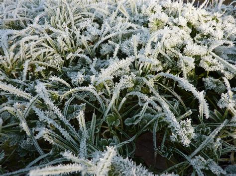 Frozen Grass 2 Free Photo Download Freeimages