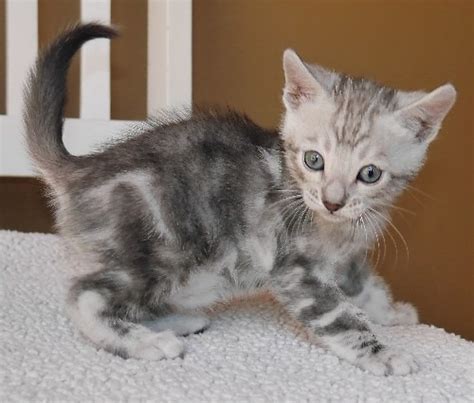 Grey Marble Bengal Cat