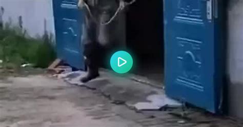 Absolute Unit Album On Imgur