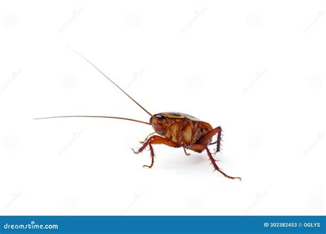 A Live Cockroach Stock Image Image Of Isolated Summer 302382453
