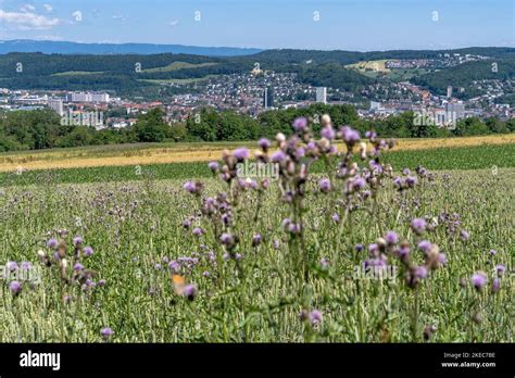 Europe Germany Southern Germany Baden Wuerttemberg Black Forest