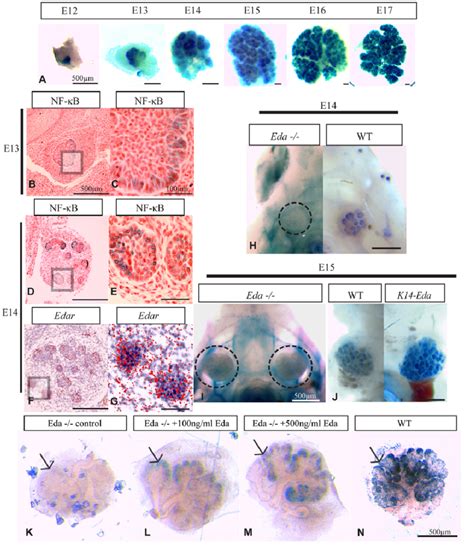 Nf Kb Activity Is Dependent On Eda Signaling Nf Kb Reporter Activity Download Scientific