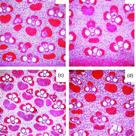 Microstructure Of The Bamboo Species B Longispiculata A Culm Download Scientific Diagram
