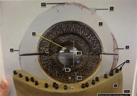Eyes Diagram Quizlet