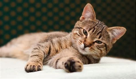 Understanding Seizures In Cats Causes Symptoms And Treatment Puainta®