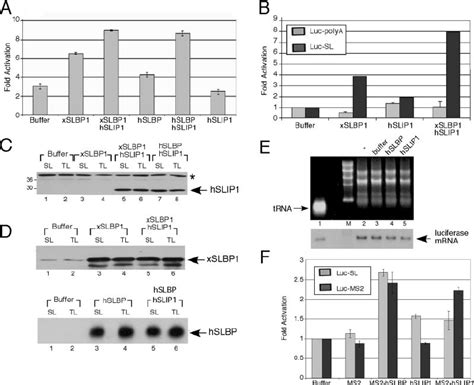 Activation Of Translation Of Reporter Mrnas Ending In A Histone