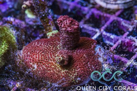 Rose Millepora Acro Mini Colony Wysiwyg Queen City Corals