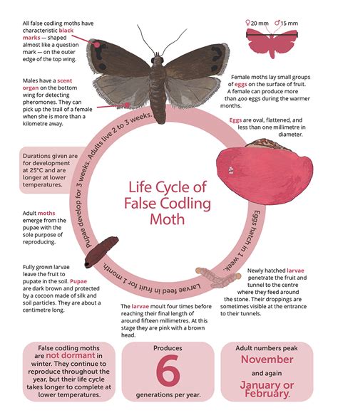 False Codling Moth Fresh Quarterly
