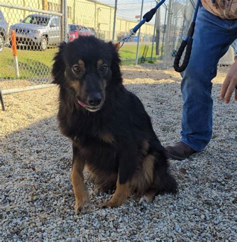 Dog for adoption - Molly (Aussie mix) - My, my, what a girl!, an Australian Shepherd & Collie ...