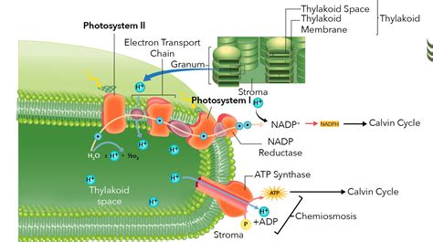 Do Light Reactions Take Place In The Stroma Food Stamps