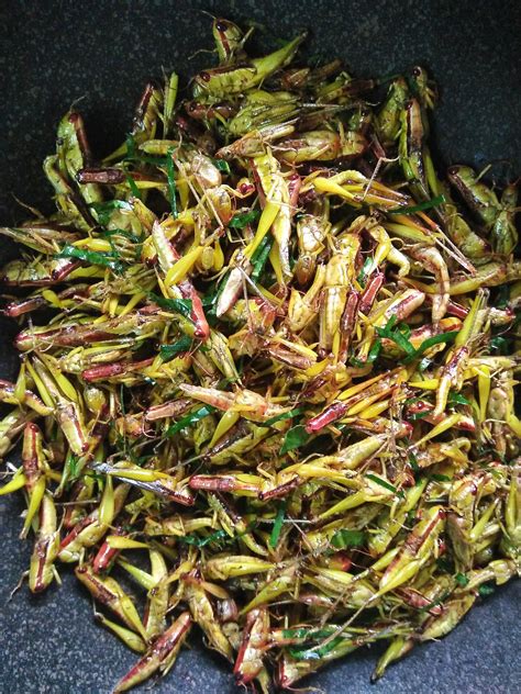 Grasshopper With Lime Leaves Food