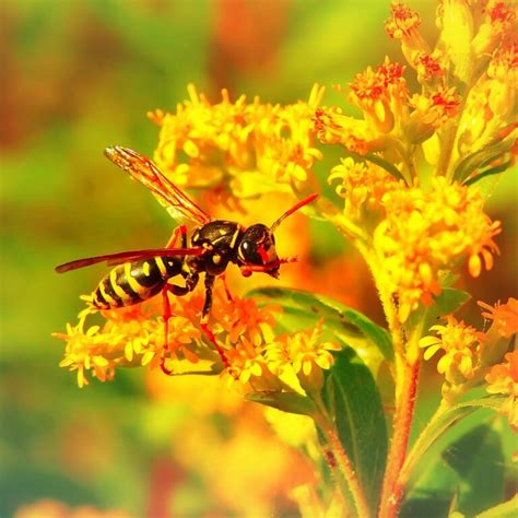 Żbik Dziki Kuzyn Kota Domowego Jak Wygląda Gdzie żyje I Czy Jest