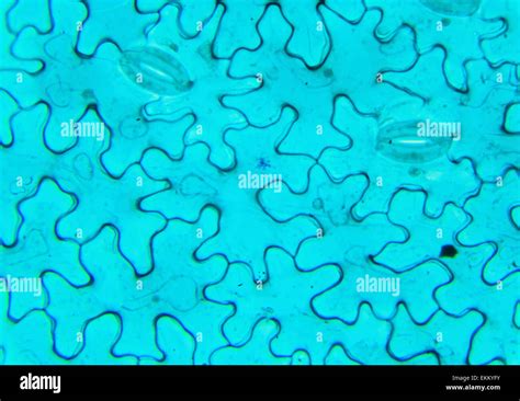 Dicot Leaf Microscope