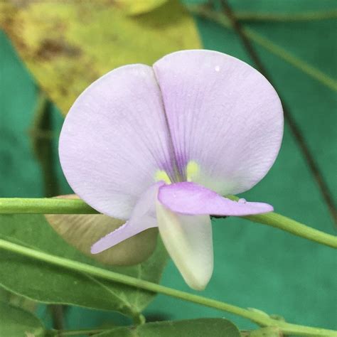 十六ササゲの花 Tujibees めも