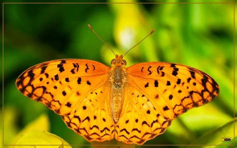 Leopard Butterfly Identification Life Cycle And Behavior Insectic