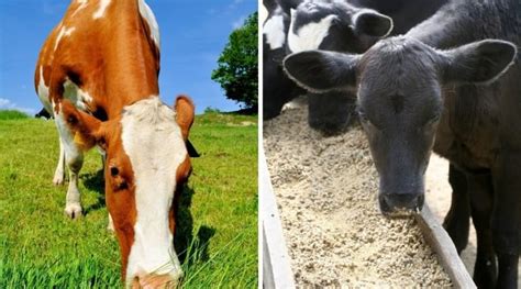Grass Fed Vs Grain Fed Beef Whats The Difference Which Is Better