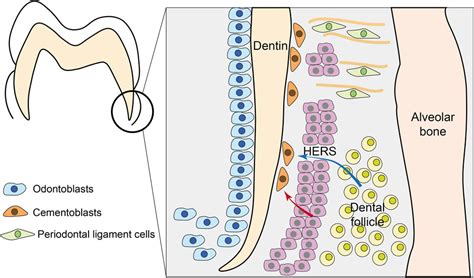 Frontiers Cementum Regeneration Strategies Insights From Development