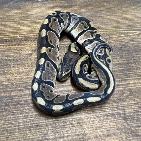 Normal Royal Python Female Planted Terraria Exotics