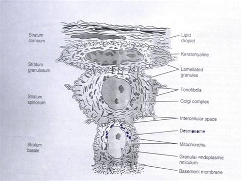 Microscopic Features Of Gingiva