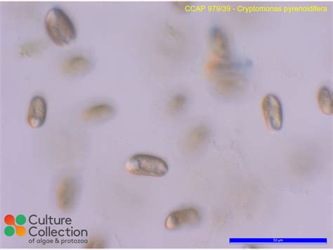 Cryptomonas Pyrenoidifera