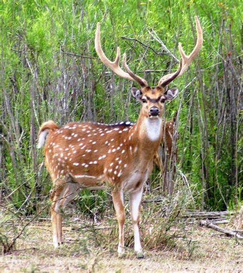 Axis Buck Majestic Deer Spotted Buck Spotted Deer Photo Axis Deer